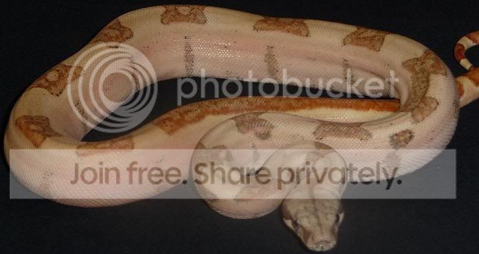 Boa Sunset Cross X Sunset Cross | Reptile Forums