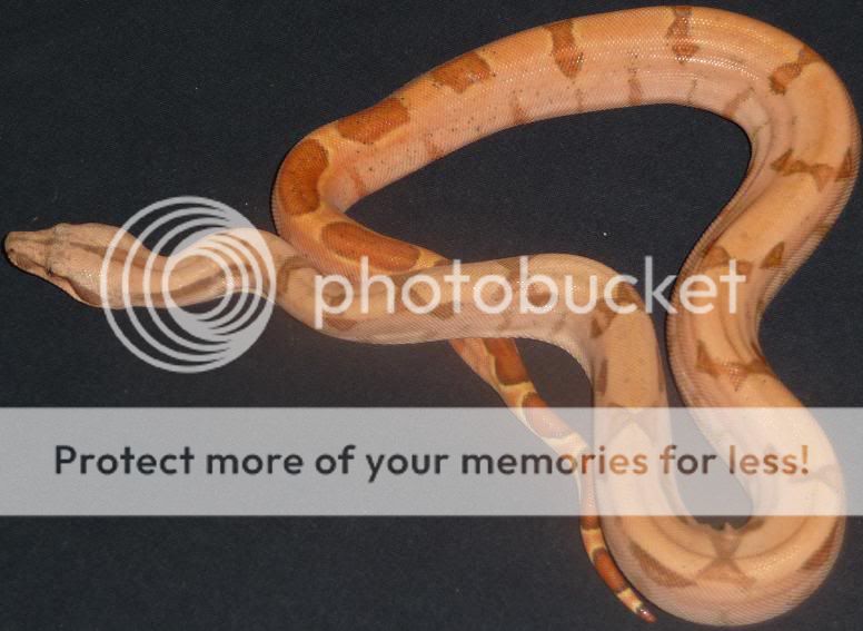 Boa Sunset Cross X Sunset Cross | Reptile Forums