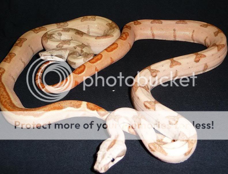 Boa Sunset Cross X Sunset Cross | Reptile Forums