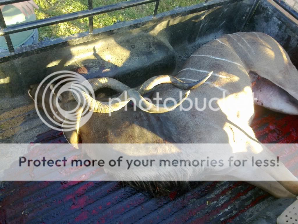 OOSKAAP KOEDOE - JARACAL