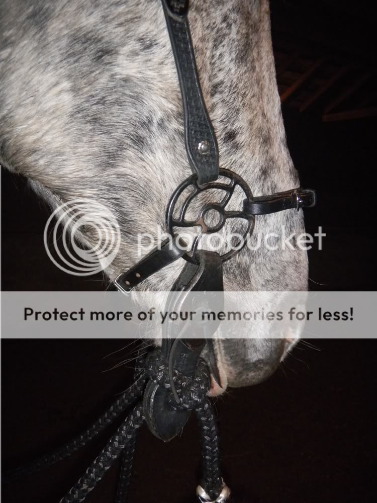 LG-Zaum (bridle) - Bitless | The Horse Forum